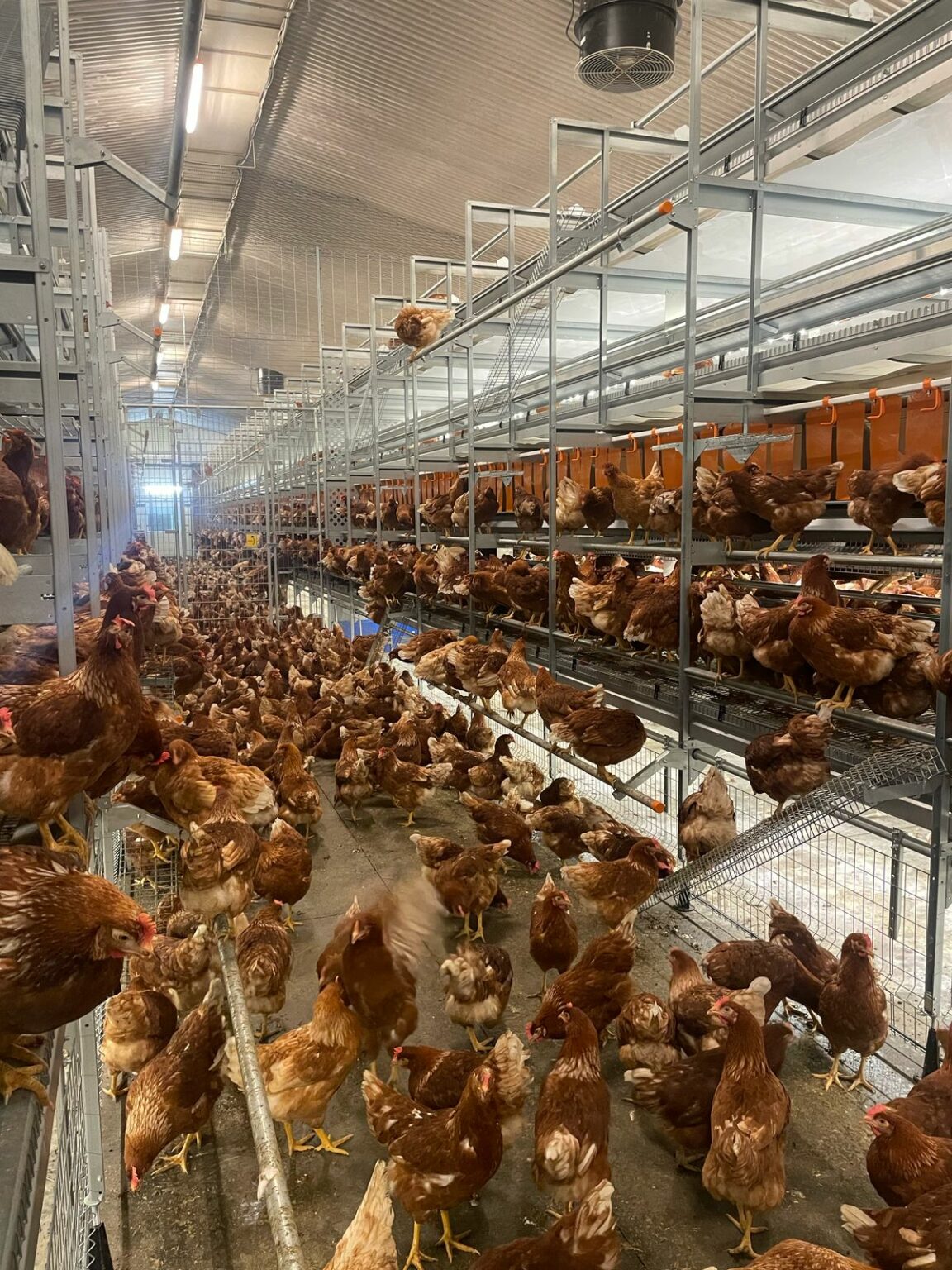Modernisation de l’aviculture à La Réunion : Soproda équipe un élevage ...